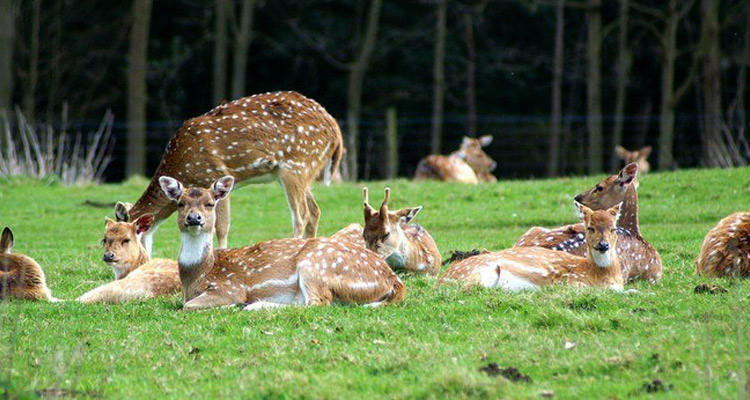 Malsi Deer Park Dehradun (Entry Fee, Timings, History, Built by, Images ...