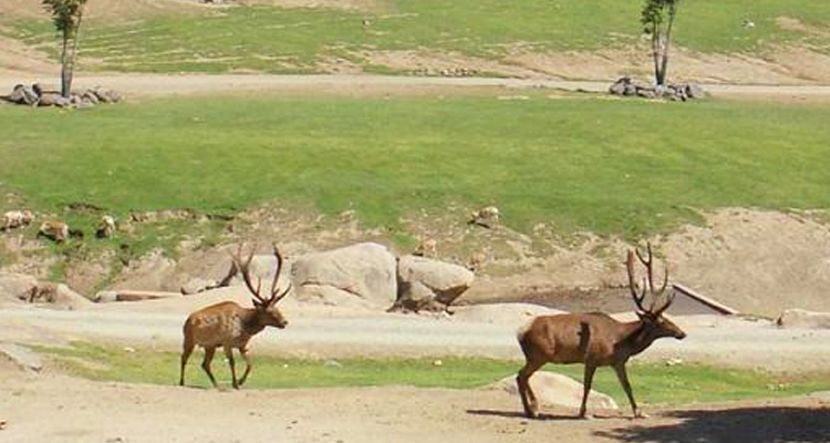 Malsi Deer Park Dehradun (Entry Fee, Timings, History, Built by, Images ...